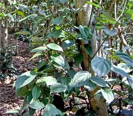 Advice for farmers - Rainforest Saver