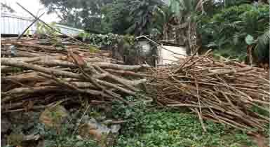 Characteristics of Inga Edulis - Rainforest Saver